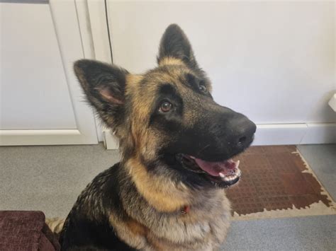 Abandoned German Shepherd Found Tied To Lamp Post Outside Rspca In