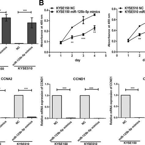 Overexpression Of Mir 125b 5p Suppressed Escc Cell Proliferation By
