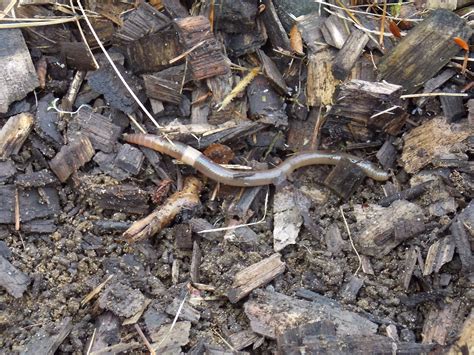 Preliminary Findings Are Promising First Step In Control Of Jumping Worms