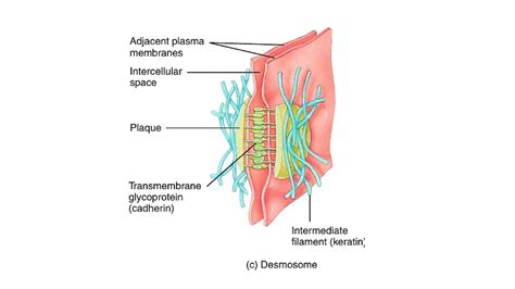 Cell Junction Human Anatomy And Physiology Pptx