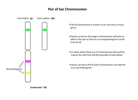 Simple Genetics Brisbane Cockatiels