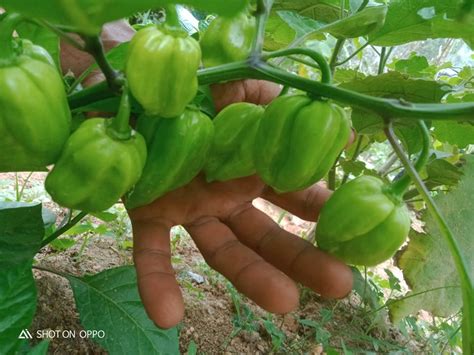 නයි මිරිස් වගා උපදෙස් පියස