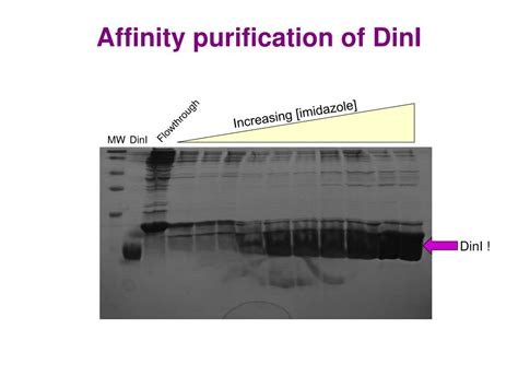 Ppt Methods Of Protein Purification Powerpoint Presentation Free