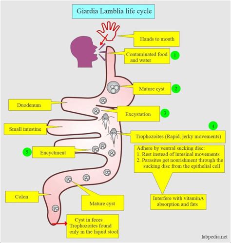 Giardia Lamblia Life Cycle And Diagnosis Labpedia Net