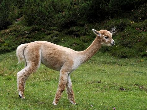 Premium Photo A Cute Alpaca Portrait On Green Grass Background