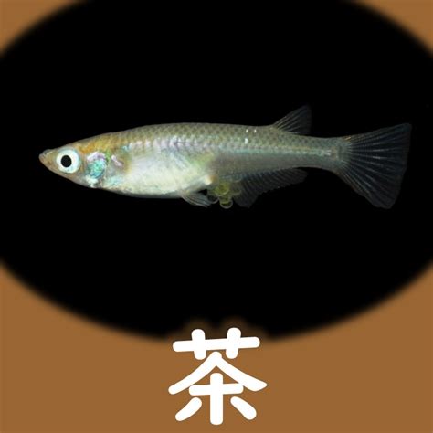 メダカの特徴 改良メダカweb図鑑