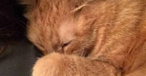Cuddle Bug Album On Imgur