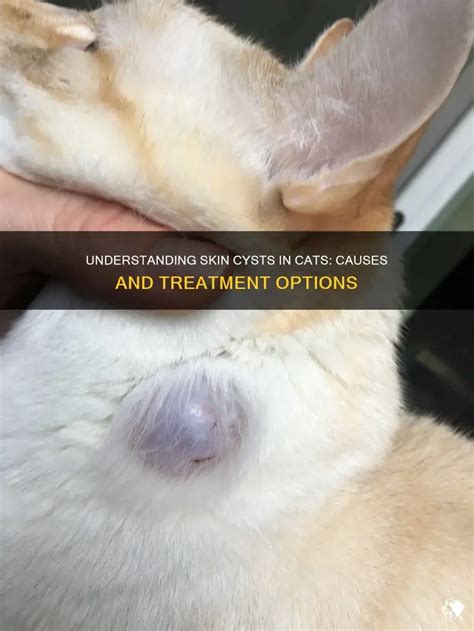 Understanding Skin Cysts In Cats Causes And Treatment Options Petshun