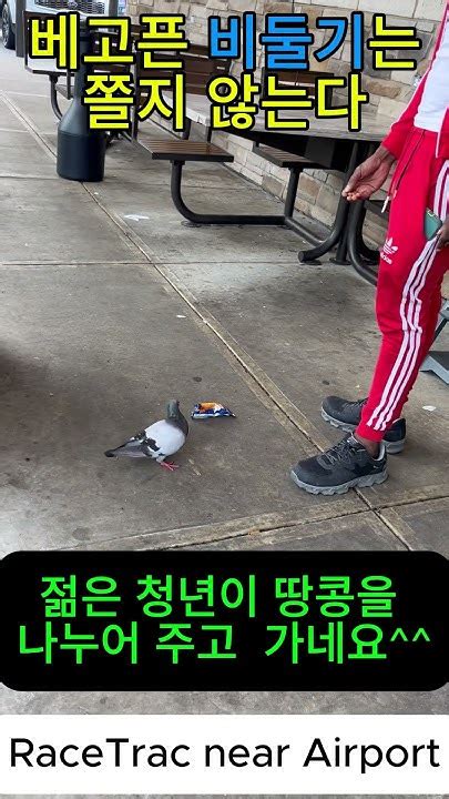 베고픈 비둘기는 쫄지 않는다 Shorts Youtube