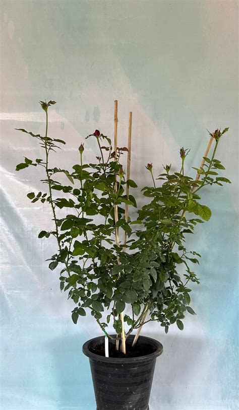 ปิดครับ Claude Brasseur Rose 550฿ Rose Lovers Garden