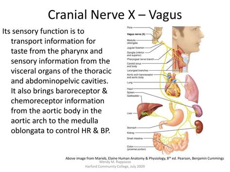 Ppt Cranial Nerves Powerpoint Presentation Id2245105