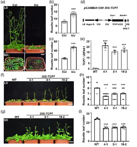 Tcp7 Genetically Promotes Flowering In Arabidopsis A Flowering