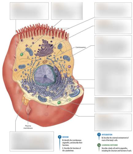 Midterm Exam Diagram Quizlet