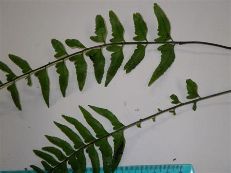 Asplenium Auritum Ferns And Lycophytes Of The World