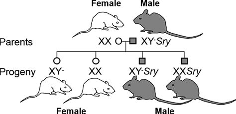 Sex Chromosome Effects Unmasked In Angiotensin Iiinduced Hypertension