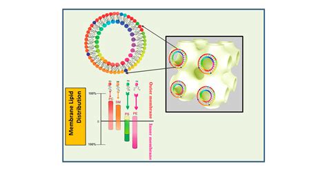 Toward Cell Membrane Biomimetic Lipidic Cubic Phases A High Throughput Exploration Of Lipid