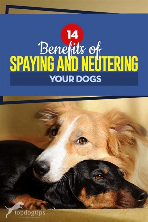 14 Benefits Of Spaying And Neutering Your Dogs