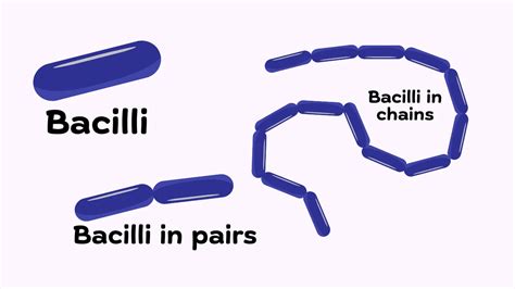 Bacterial Morphology Size Shapes And Arrangement