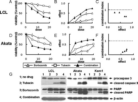 The Combination Of Bortezomib And Tubacin Induces Synergistic Killing