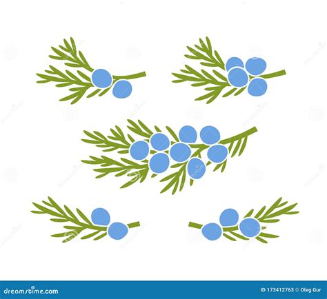 Juniper Berries With Leaves And Thorns Illustration Blackthorn Berries