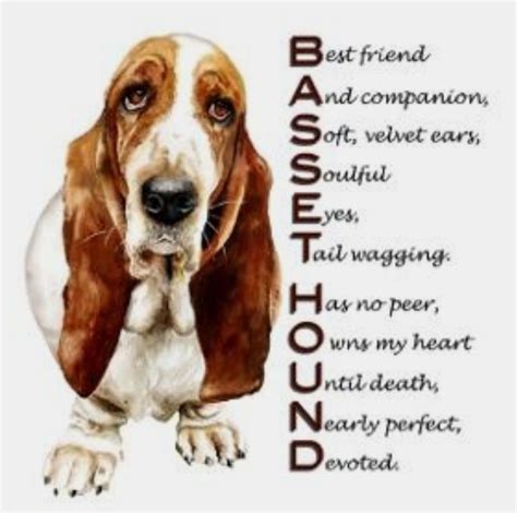Basset Hound Quotes At Neal Sullivan Blog