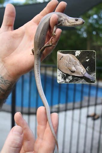 Garden Guests Pink Tongued Skink