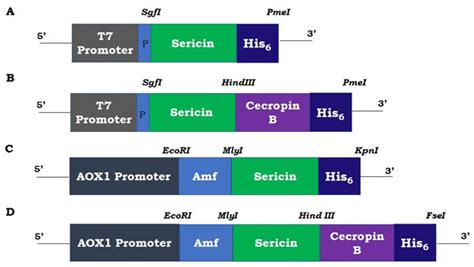 Expression Of Silk Sericin Cecropin B Fusion Protein In Pichia Pastoris And Cell Free System