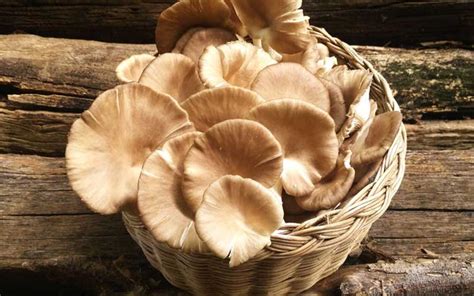 Mycoremediation Can Clean Up Large Areas Of Polluted Land And Waters