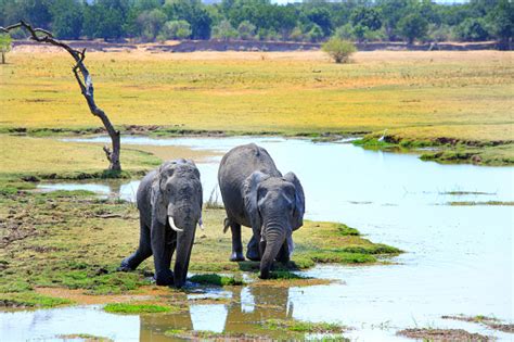 South Luangwa 국립 공원 잠비아에 있는 무성 한 잔디 배경으로 강 가장자리에 서 있는 아프리카 코끼리의 쌍 강에 대한