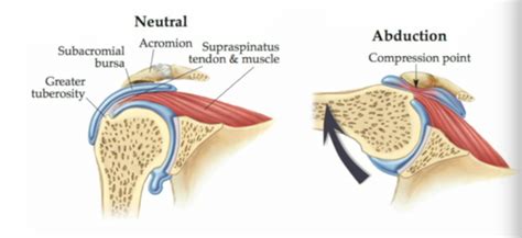 The Shoulder Axillary Nerve And Brachial Plexus Flashcards Quizlet