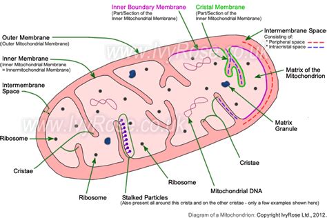 Mitochondria Diagram Labeled With Functions Mitochondria Lab