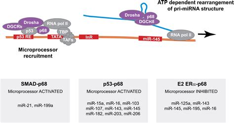 Emerging Paradigms Of Regulated Microrna Processing