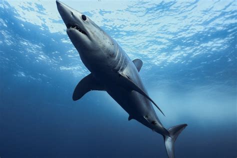 Mako Shark Majesty Captivating Facts You Need To Know Ocean Action Hub