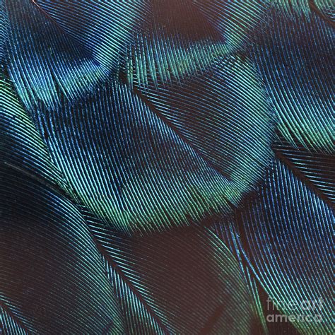 Close Up Peacock Feathers Photograph By Independent Birds Fine Art