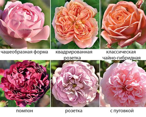 Розы Фото Описание Каталог – Telegraph