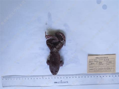 Hoplobatrachus Tigerinus