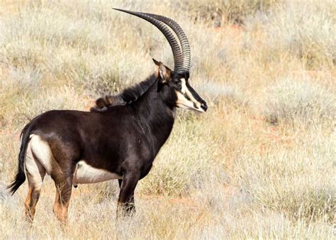 74 Types Of African Antelope And 56 Subspecies Full Guide