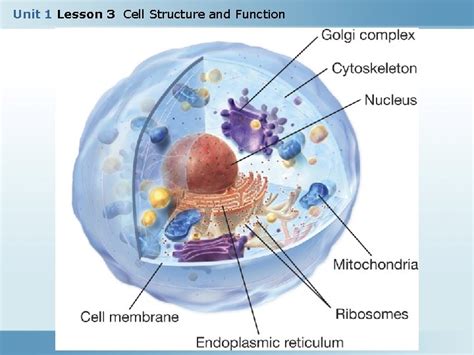 Unit 1 Lesson 3 Cell Structure And Function