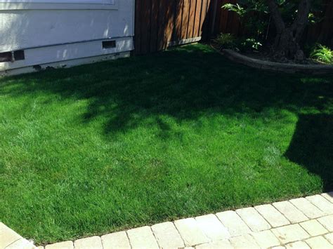 Blue Rye Grass Seed 50 50 Sod And Seed
