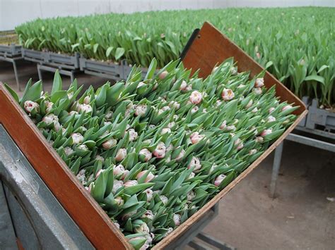 Bb Podcast Episode 14 Marco Groot Botanical Brouhaha