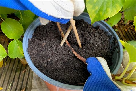 20 Plants To Propagate By Layering And How To Do It