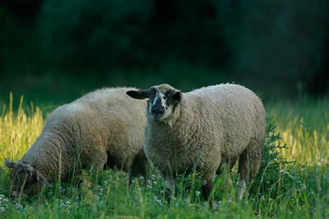 6 000 Free Sheep And Nature Photos Pixabay