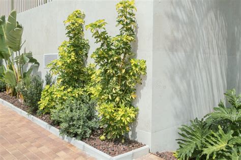 Modern Design Urban Garden Landscaping Green Plants Mulched With
