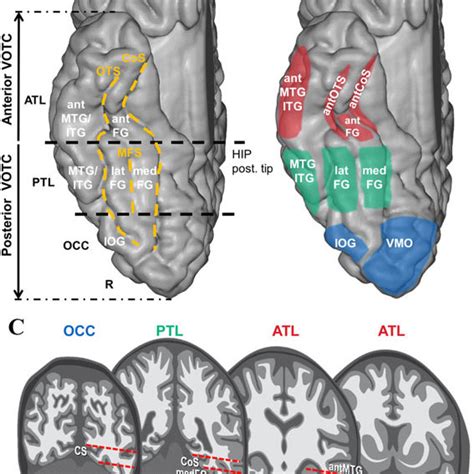 Pdf Mapping Face Categorization In The Human Ventral Occipitotemporal Cortex With Direct