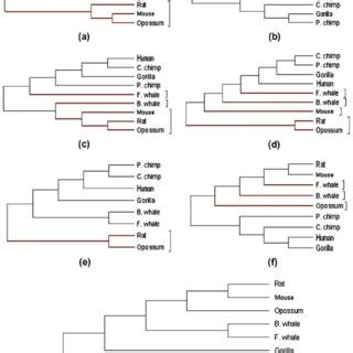 Phylogenetic Trees From Neighbour Joining NJ Method A NJ