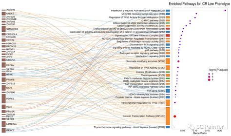 如何绘制桑基气泡组合图？富集结果五维度全新展示！ Ratio Count Kegg