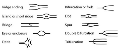 Fingerprint Minutiae Patterns Forensic Science University Life