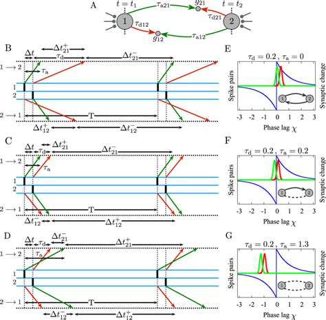 Dendritic And Axonal Propagation Delays Determine Emergent Structures Of Neuronal Networks With