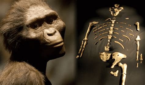 La historia de Lucy por qué es considerado el fósil que reescribió la