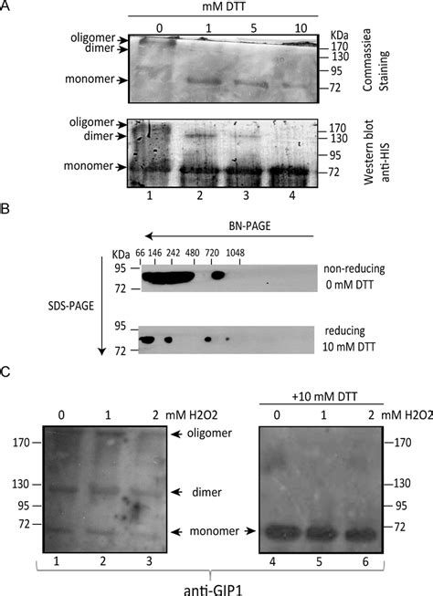 Gip1 Protein Analysis Under Reducing And Oxidizing Conditions A